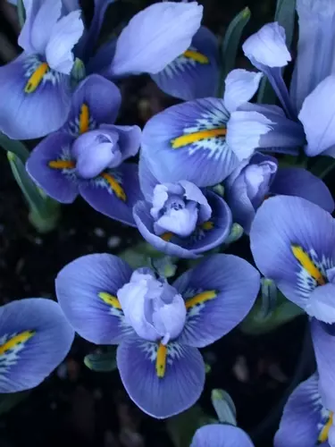 Iris Reticulata Alida | Broadleigh Bulbs